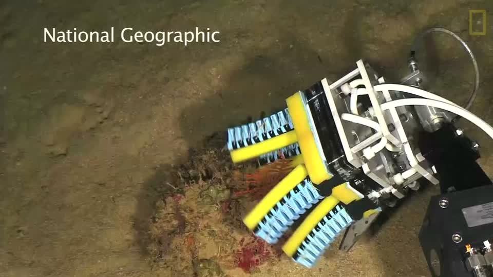 Watch How the Soft Robotic Hand Is Used for Ocean Research | Technology ...