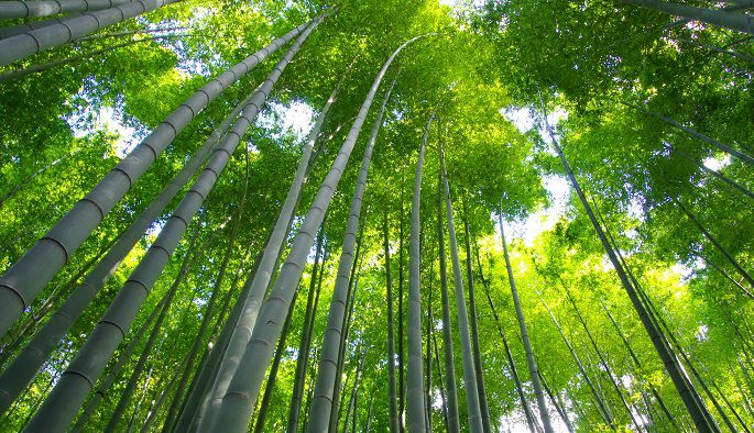 “竹”から生まれた新素材！ 中越パルプ「ナノセルロース」の可能性｜会社四季報オンライン